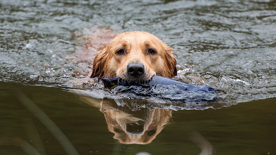 Retrievernes Jagthundeklub - rjk